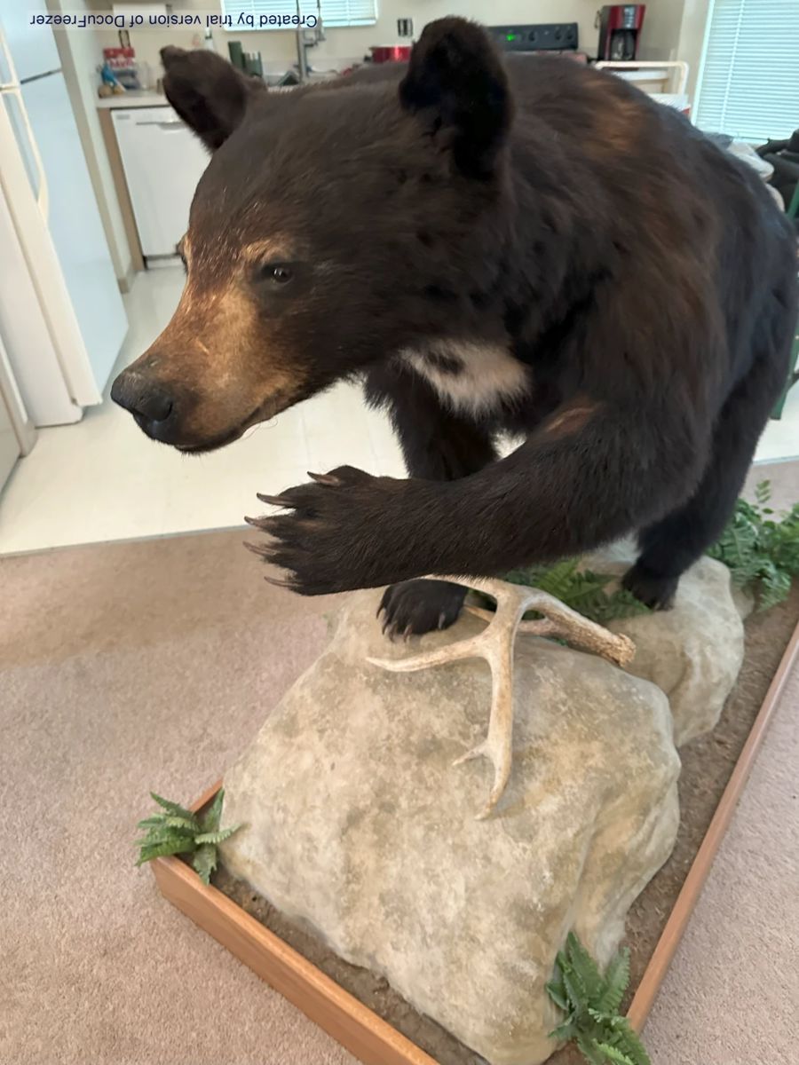Taxidermy! Full bear mounts, gen. antler... starts on 10/18/2023