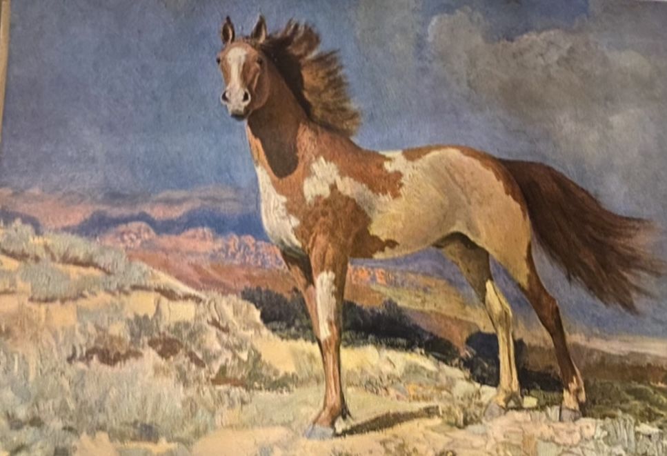 Estate Sale in Hillsboro, Texas Books, Western... starts on 10/26/2023