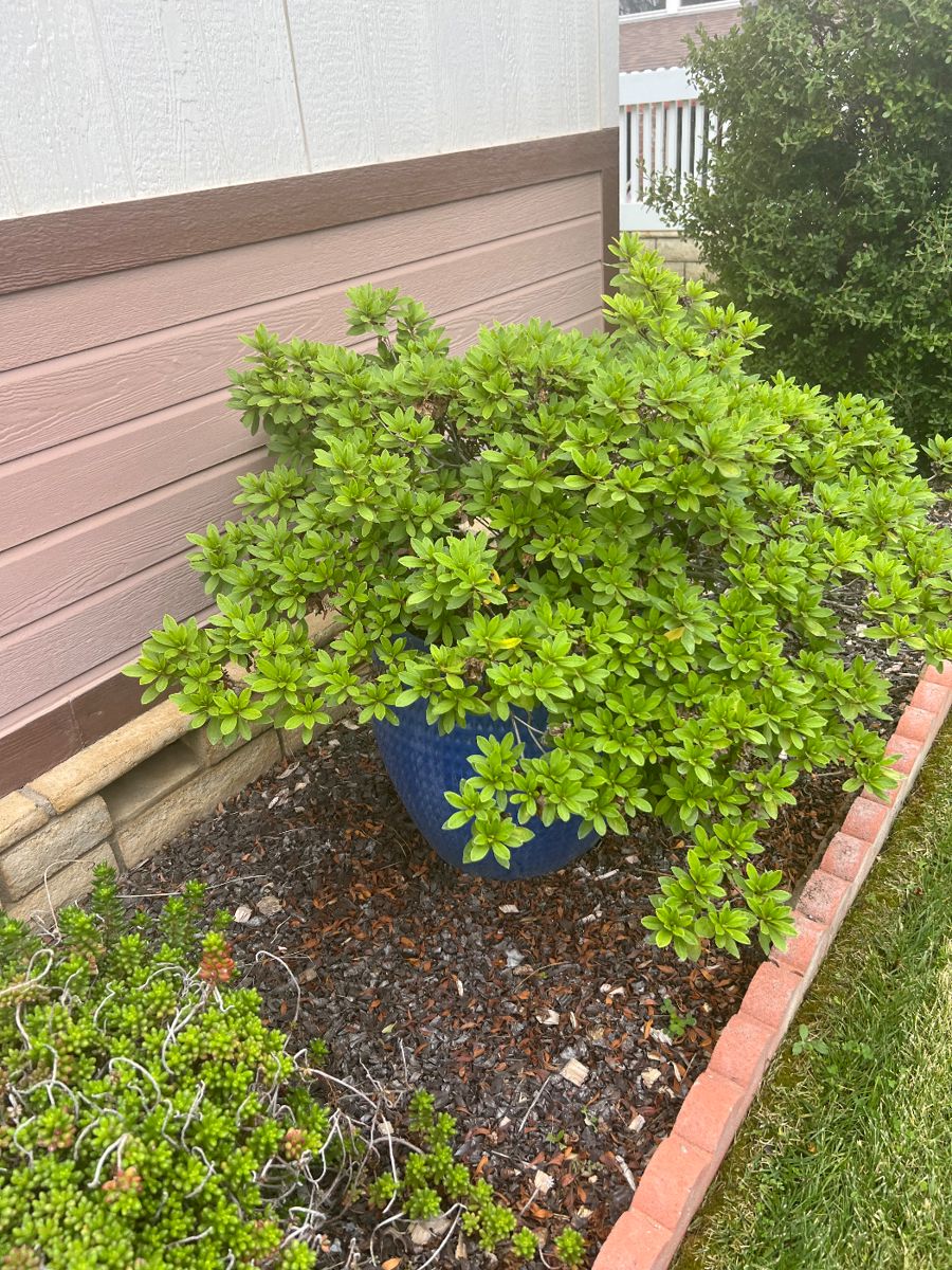 Plantation on the Lake Sale in Calimesa, CA starts on 11/16/2023