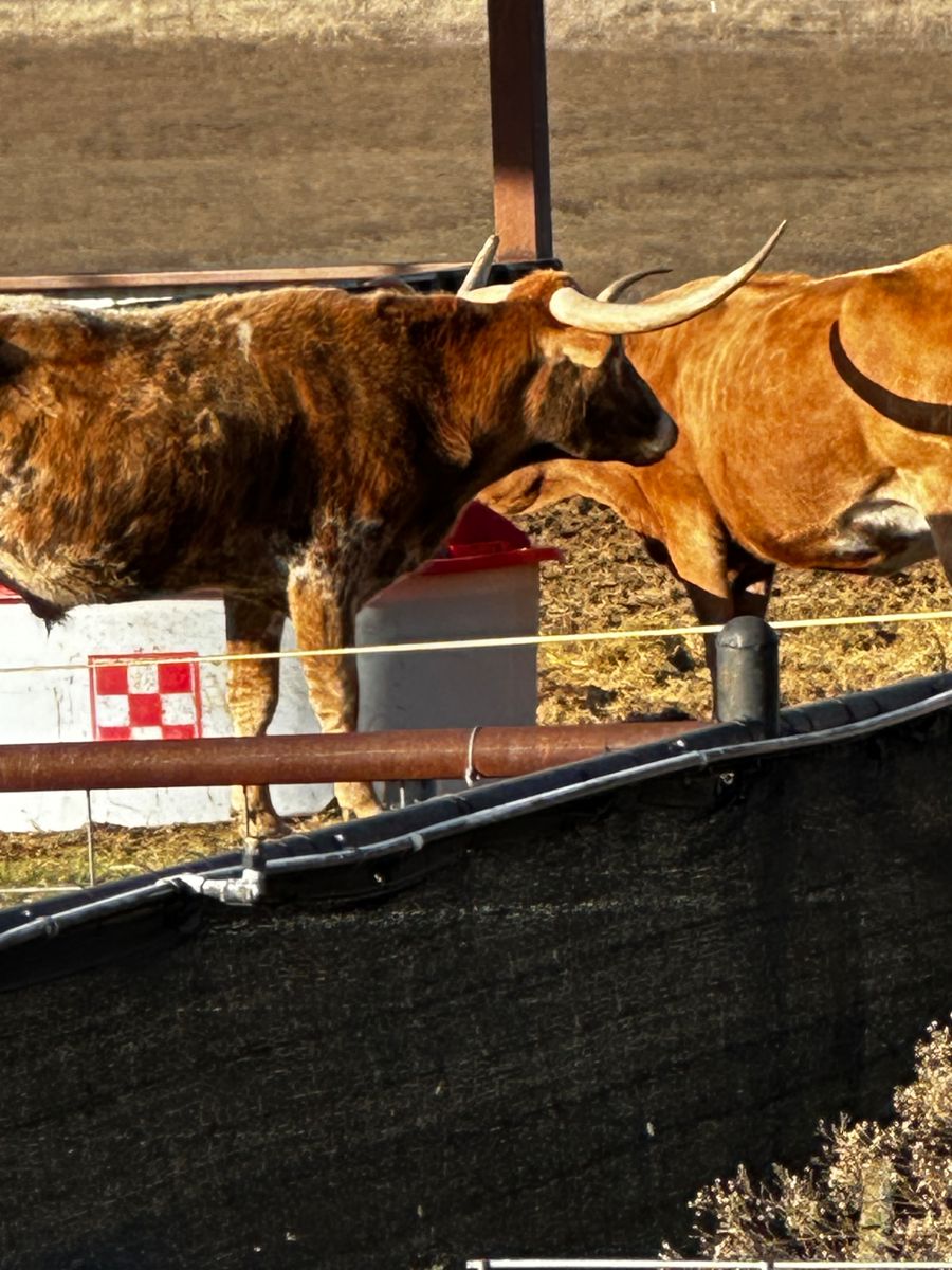 1/2 Price day is here! in Troy, TX starts on 1/11/2024