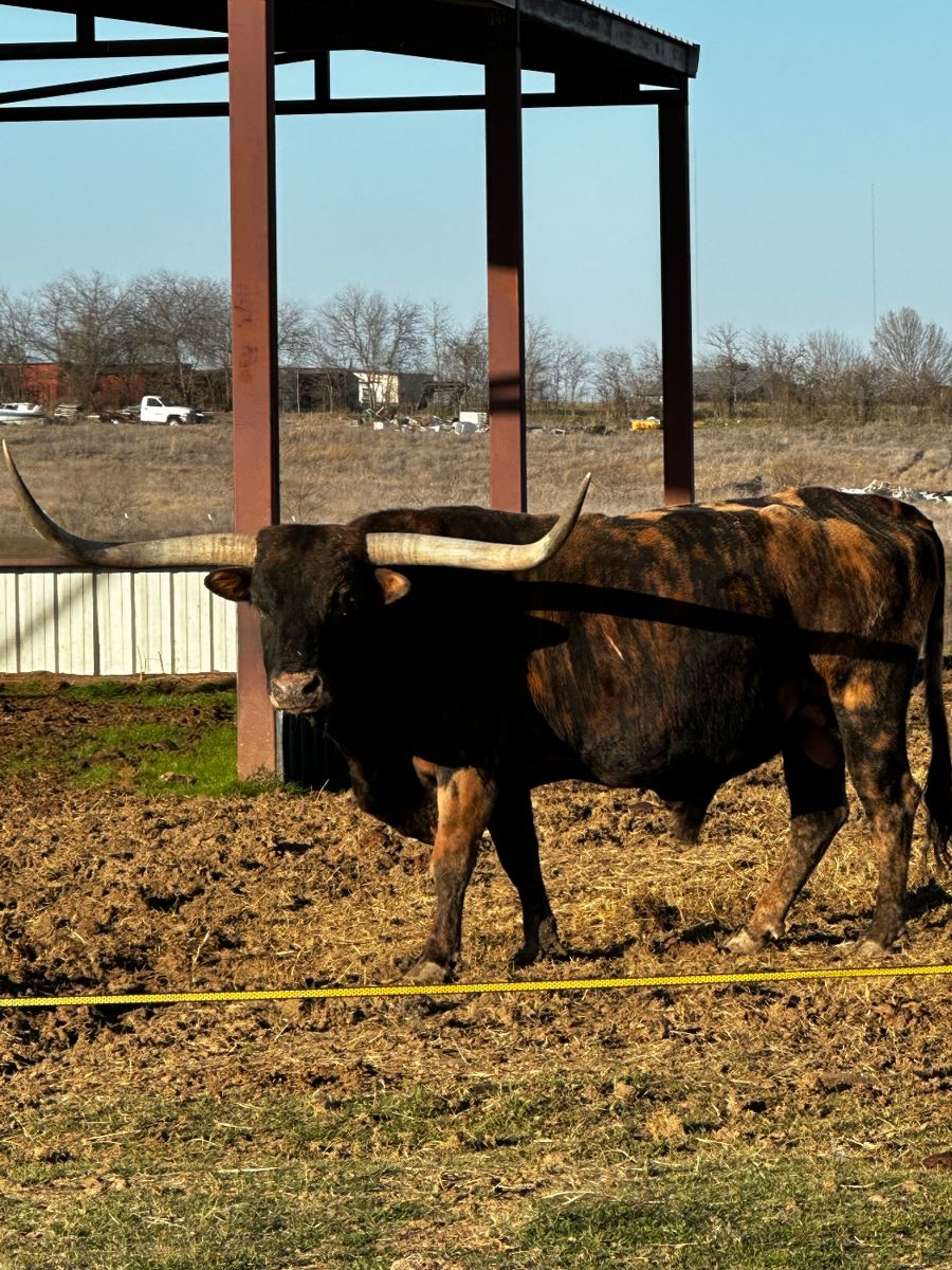 1/2 Price day is here! in Troy, TX starts on 1/11/2024