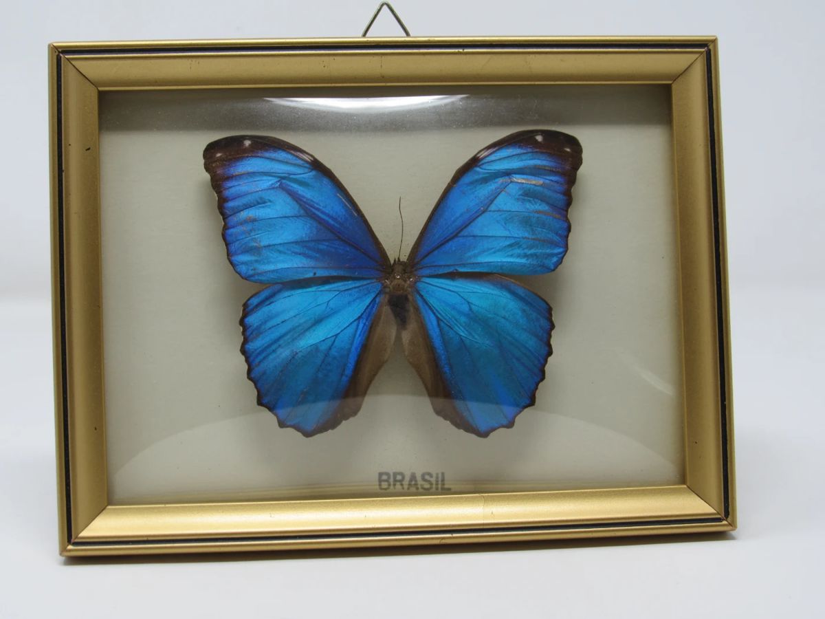 Champlin Elegance starts on 3/27/2024