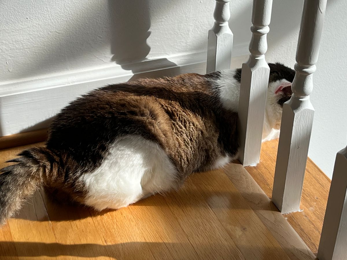 TOO MUCH LEFT! 50% OFF, 75% OFF FURNITURE starts on 5/31/2024