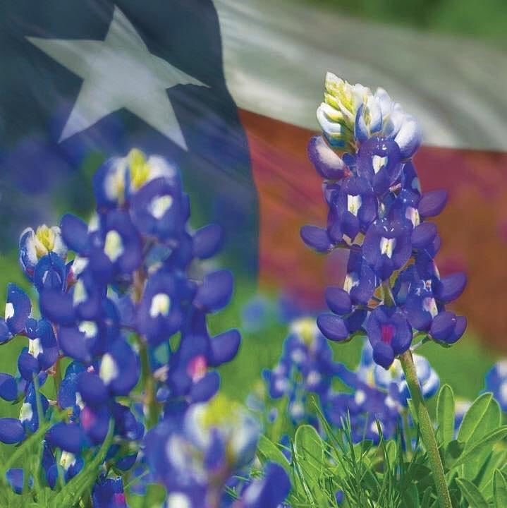 Bluebonnet Estate Sales Lovely Magnum Manor... starts on 9/12/2024