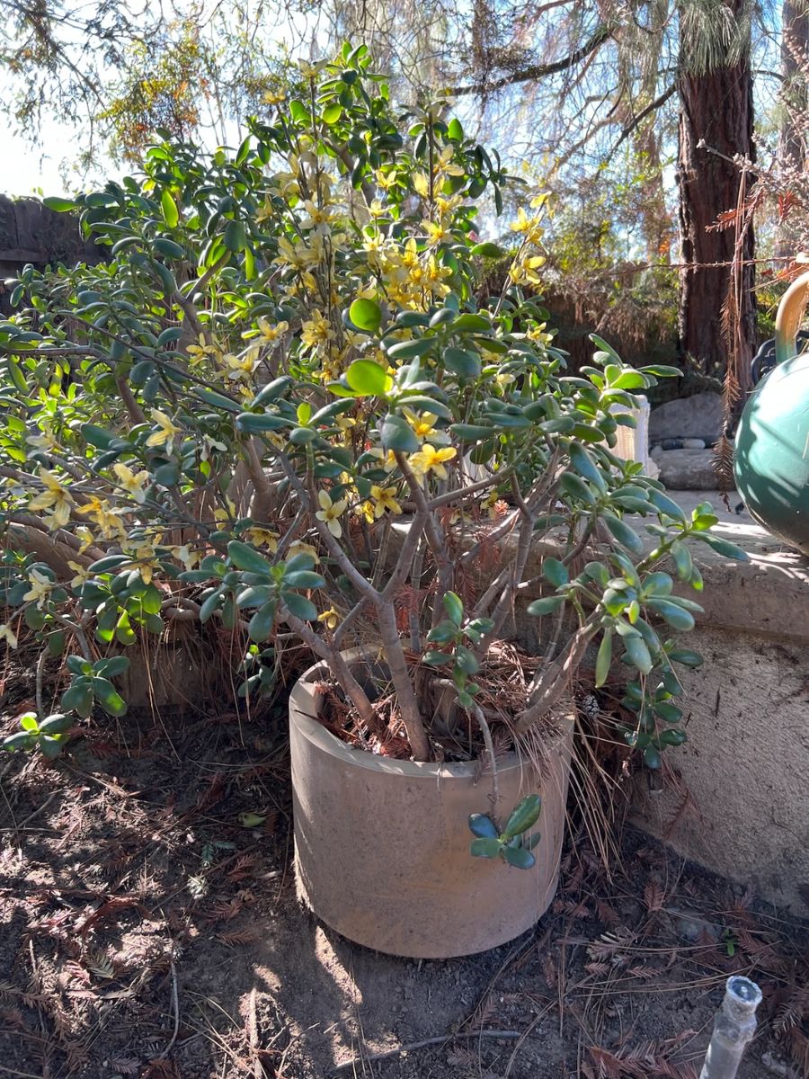 Merlin's Estate Sale near First & Nees starts on 1/17/2025