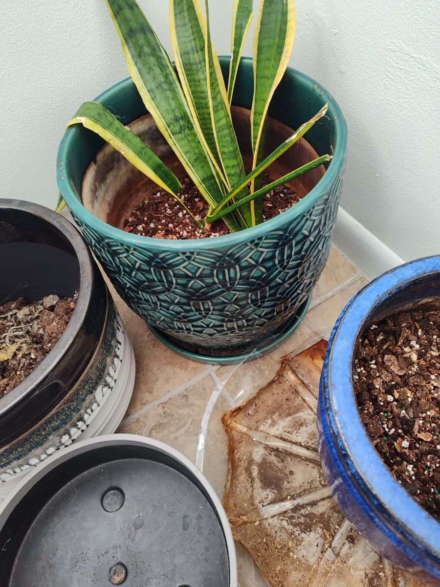 YARD DECORATIONS- NINTENDO 64 50% OFF SATURDAY starts on 3/8/2025