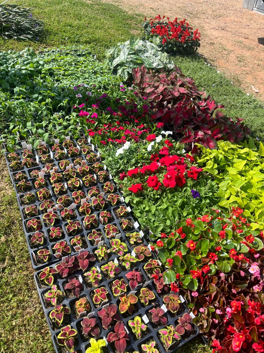 Spring Plant Liquidation (only plants) starts on 3/28/2025
