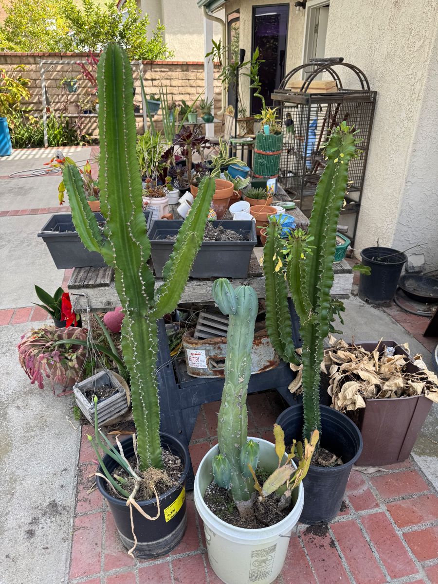 Walnut estate sale! starts on 5/17/2025