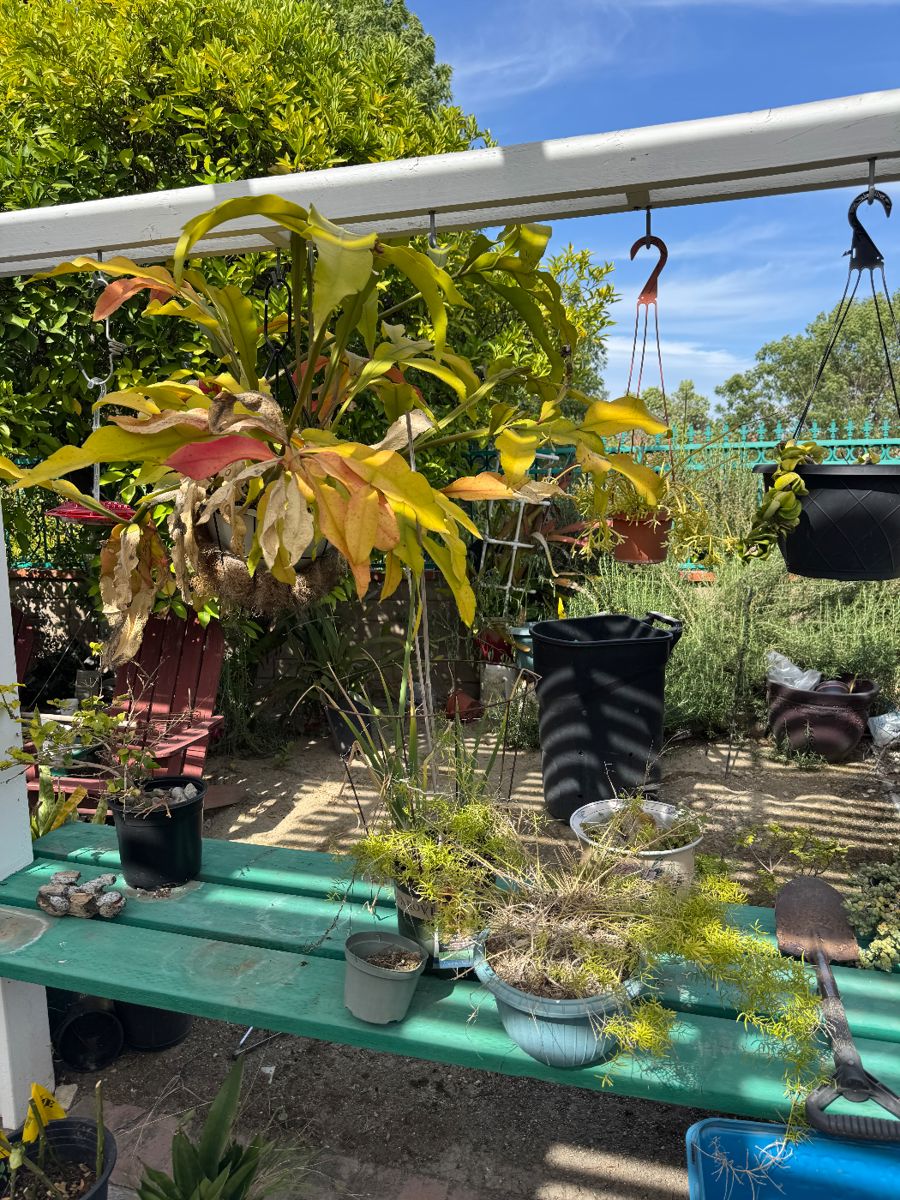 Walnut estate sale! starts on 5/17/2025