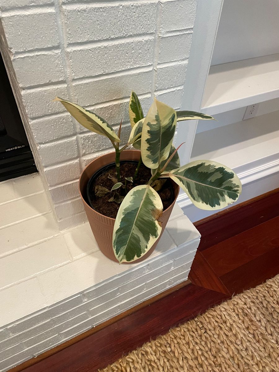 50 % OFF ! - Beautiful Blue Moon Sale in Raleigh starts on 6/21/2025