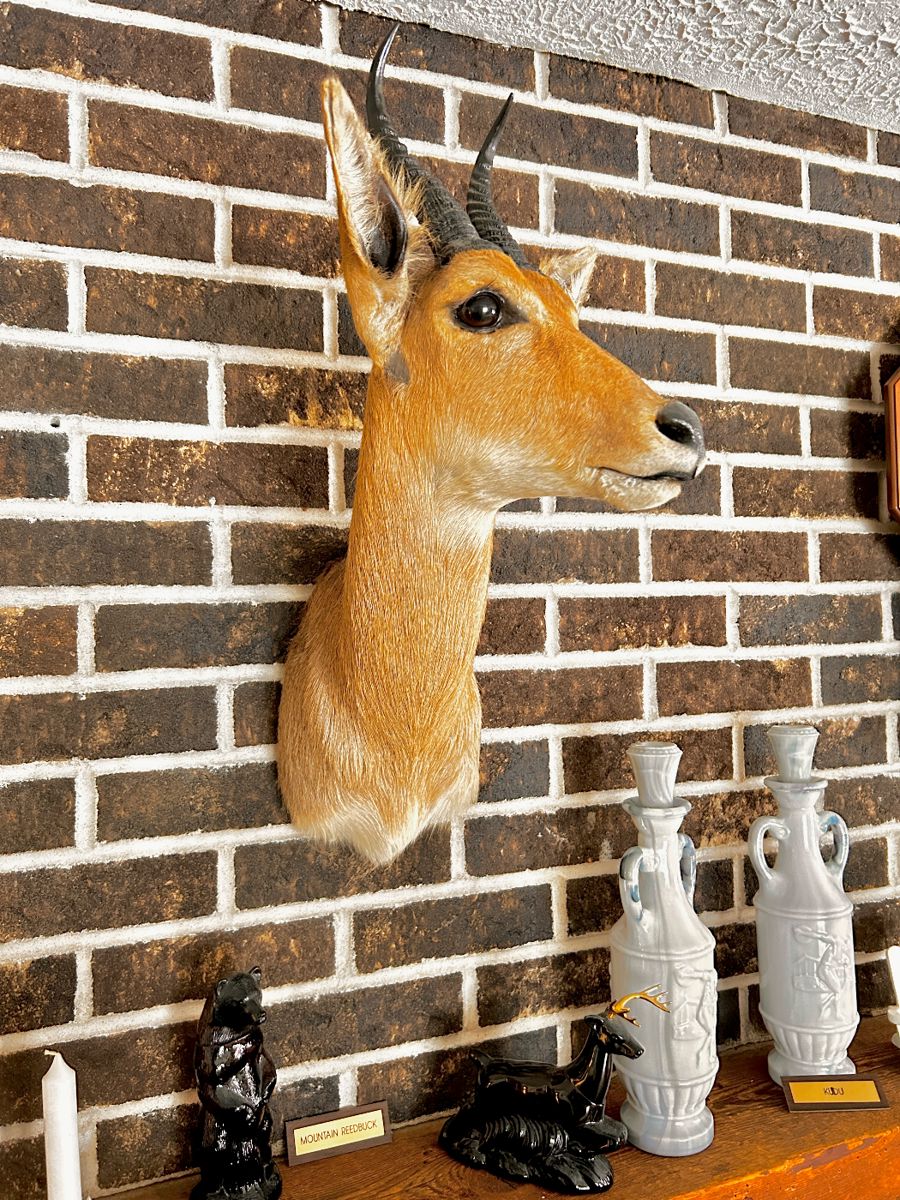 KALAMAZOO ESTATE SALE! African Taxidermy,... starts on 12/18/2025