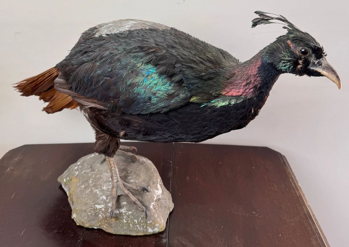 Cornwall Bridge CT Home of Artist and Sportsman... starts on 1/16/2026