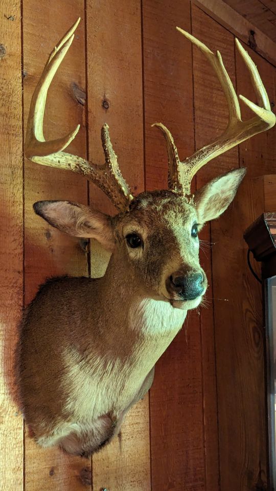 #35 Gorgeous 9 Point Buck Whitetail Deer Taxidermy Shoulder Mount ...